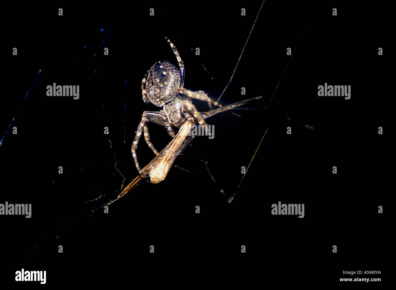 Stuck in a spider web hi-res stock photography and images - Alamy