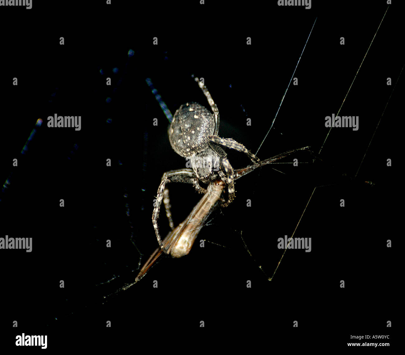 Stuck in a spider web hi-res stock photography and images - Alamy