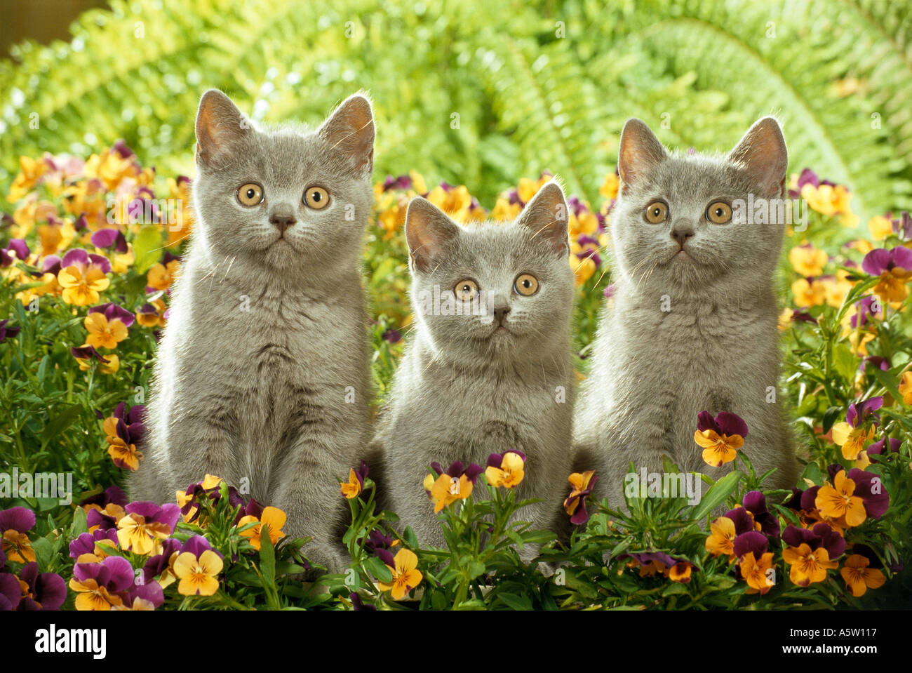 Carthusian cat - three kittens between flowers Stock Photo - Alamy