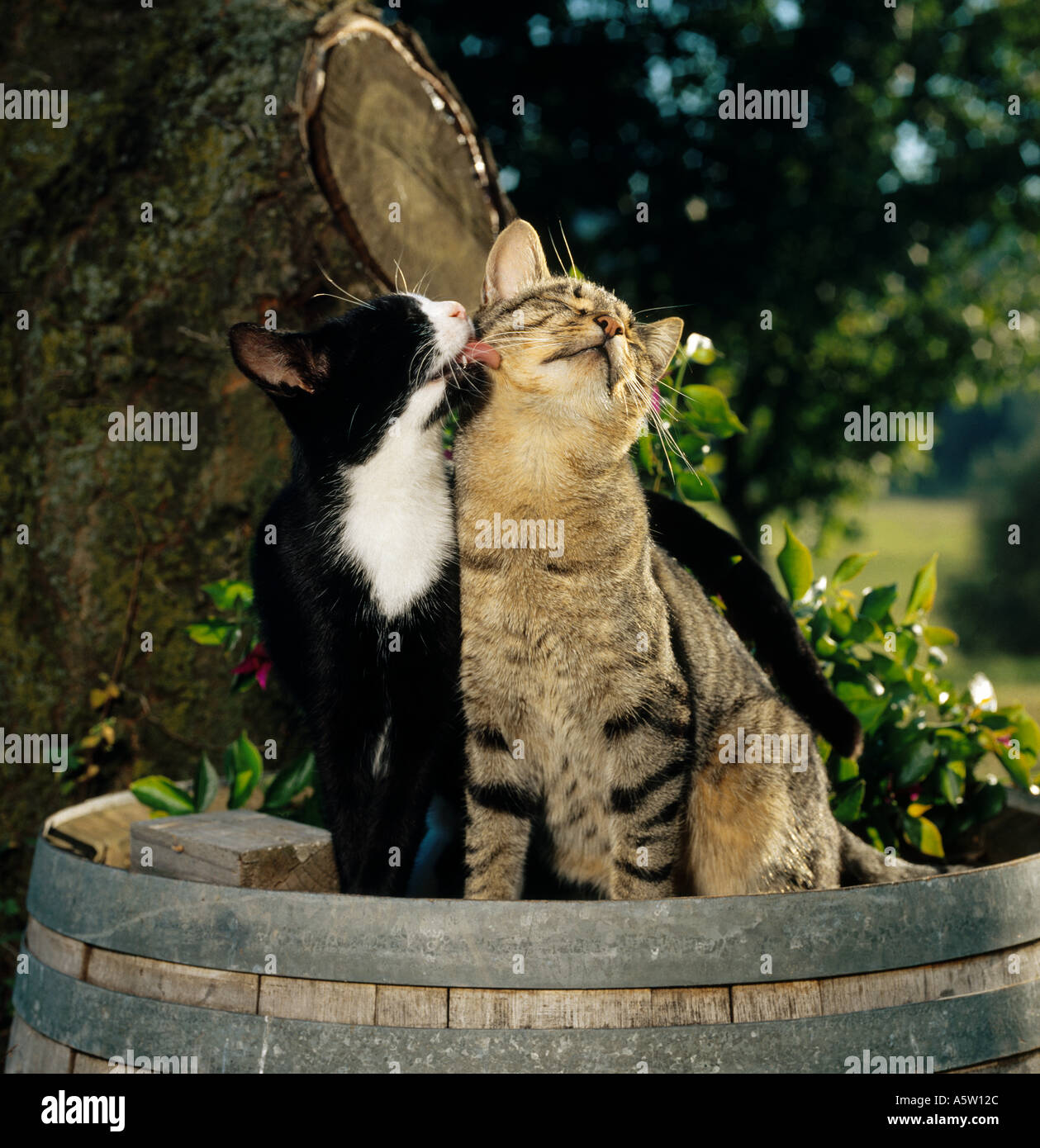 Two Cat Smooching High Resolution Stock Photography and Images - Alamy
