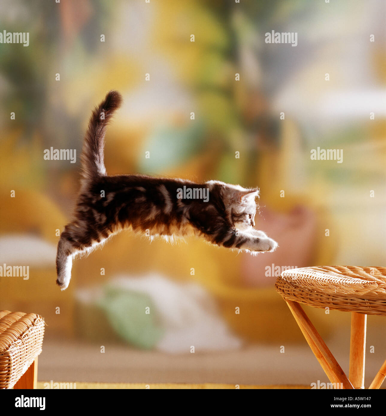 British shorthair cat - kitten - jumping Part 2 Stock Photo - Alamy