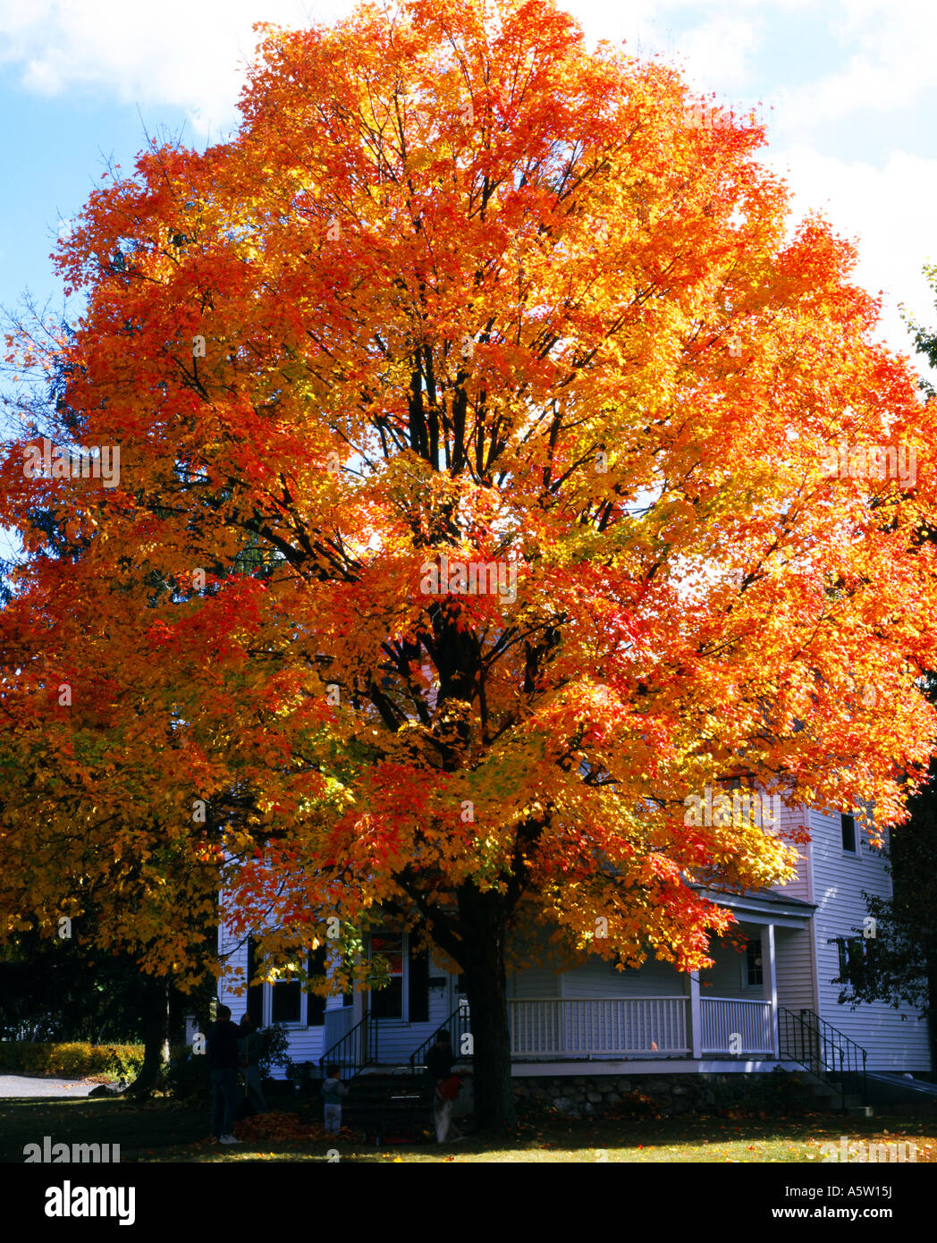 Shed by large tree covered in red gold autumn leaves hi-res stock ...