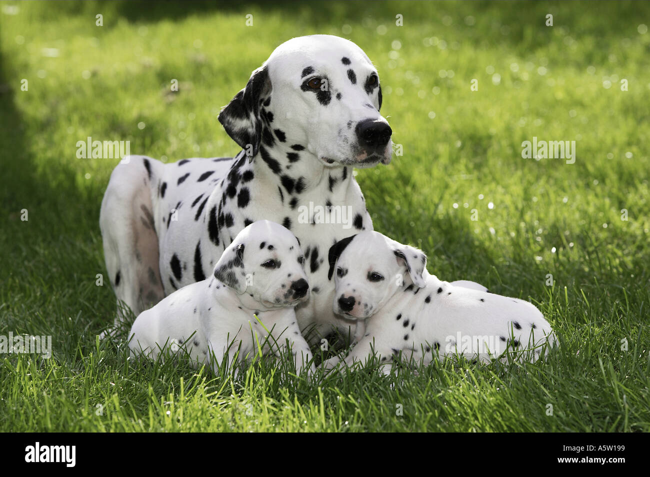 Two dalmatians hi-res stock photography and images - Alamy
