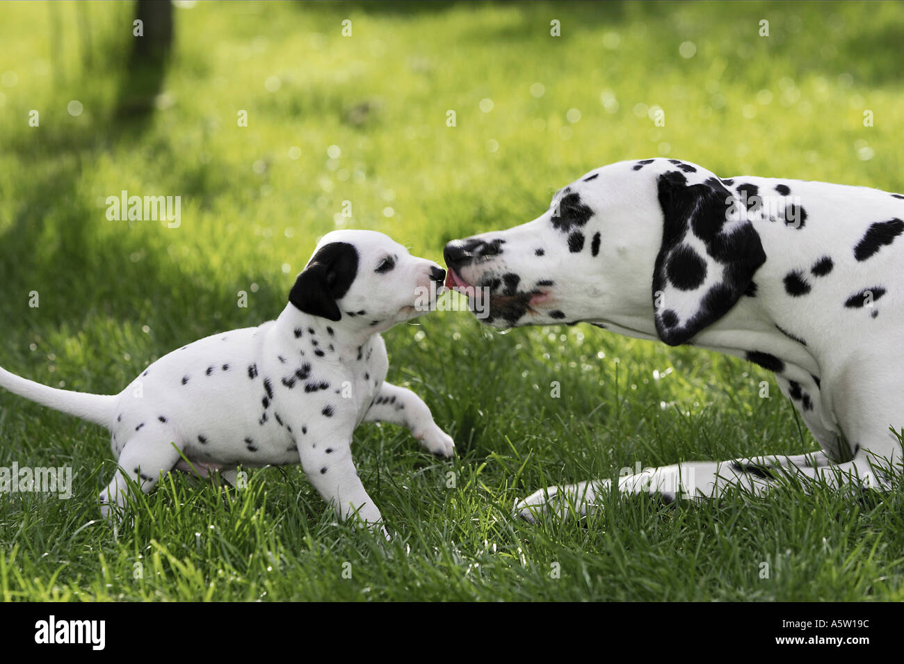 Dalmatian licking hi-res stock photography and images - Alamy