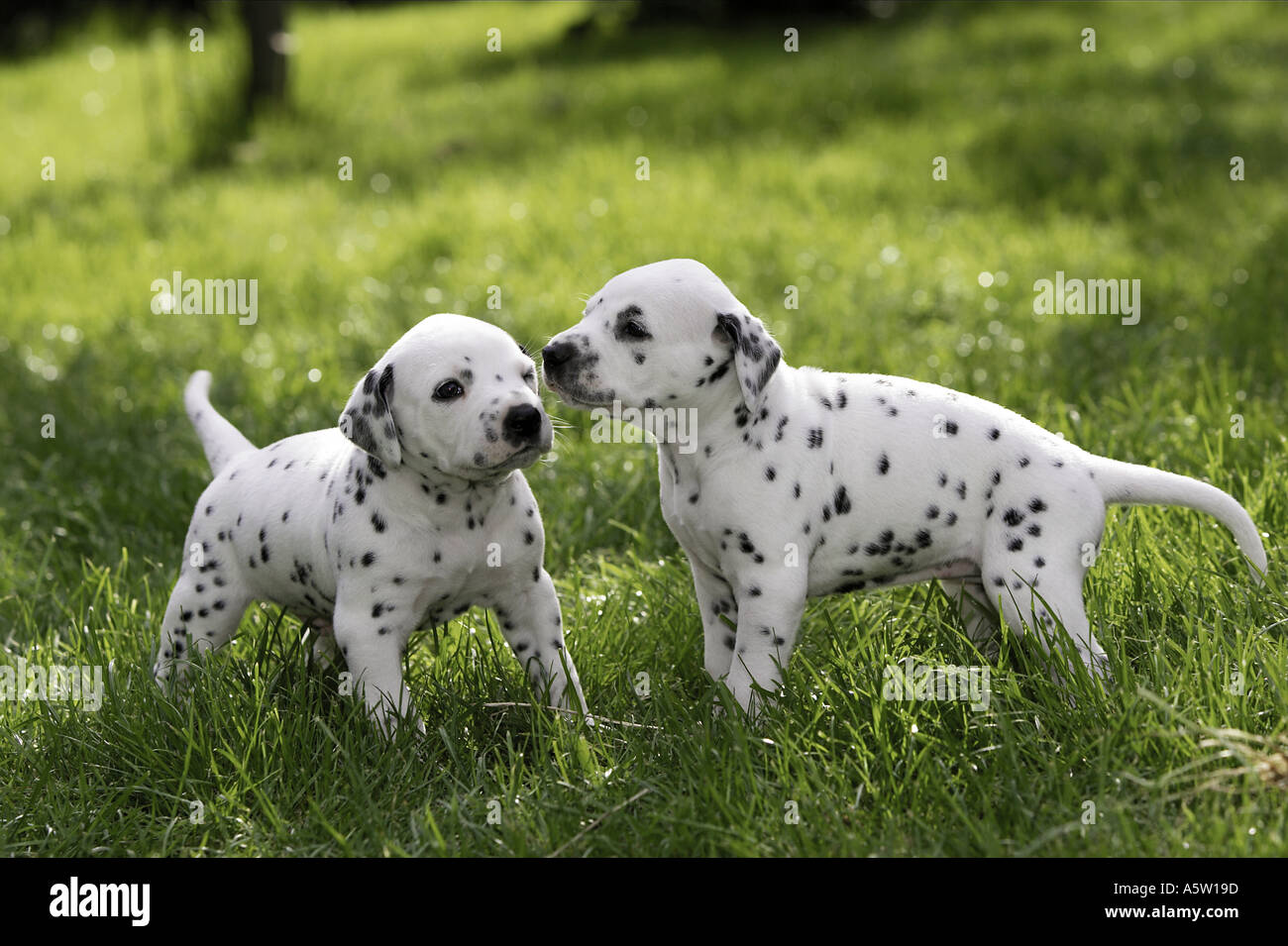 Two dalmatian pups hi-res stock photography and images - Alamy