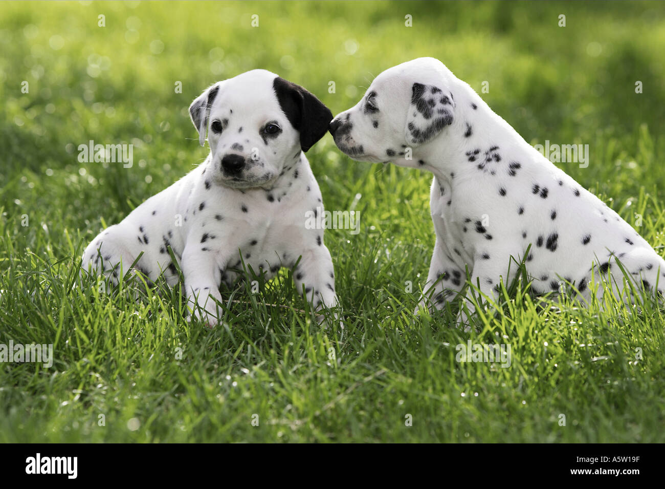 Two dalmatian pups hi-res stock photography and images - Alamy