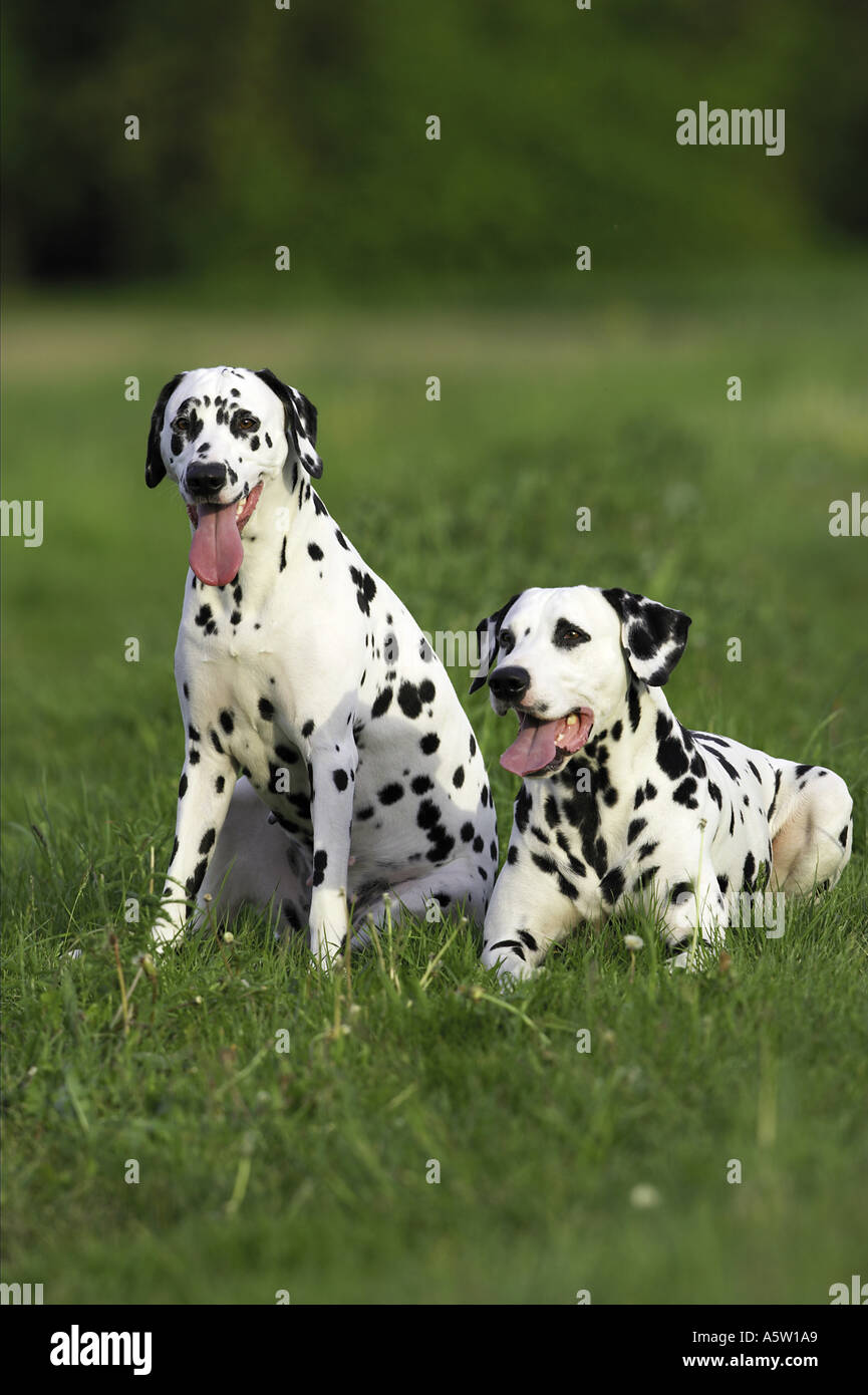 Dalmatian. Two dogs, sitting and lying in grass Stock Photo - Alamy