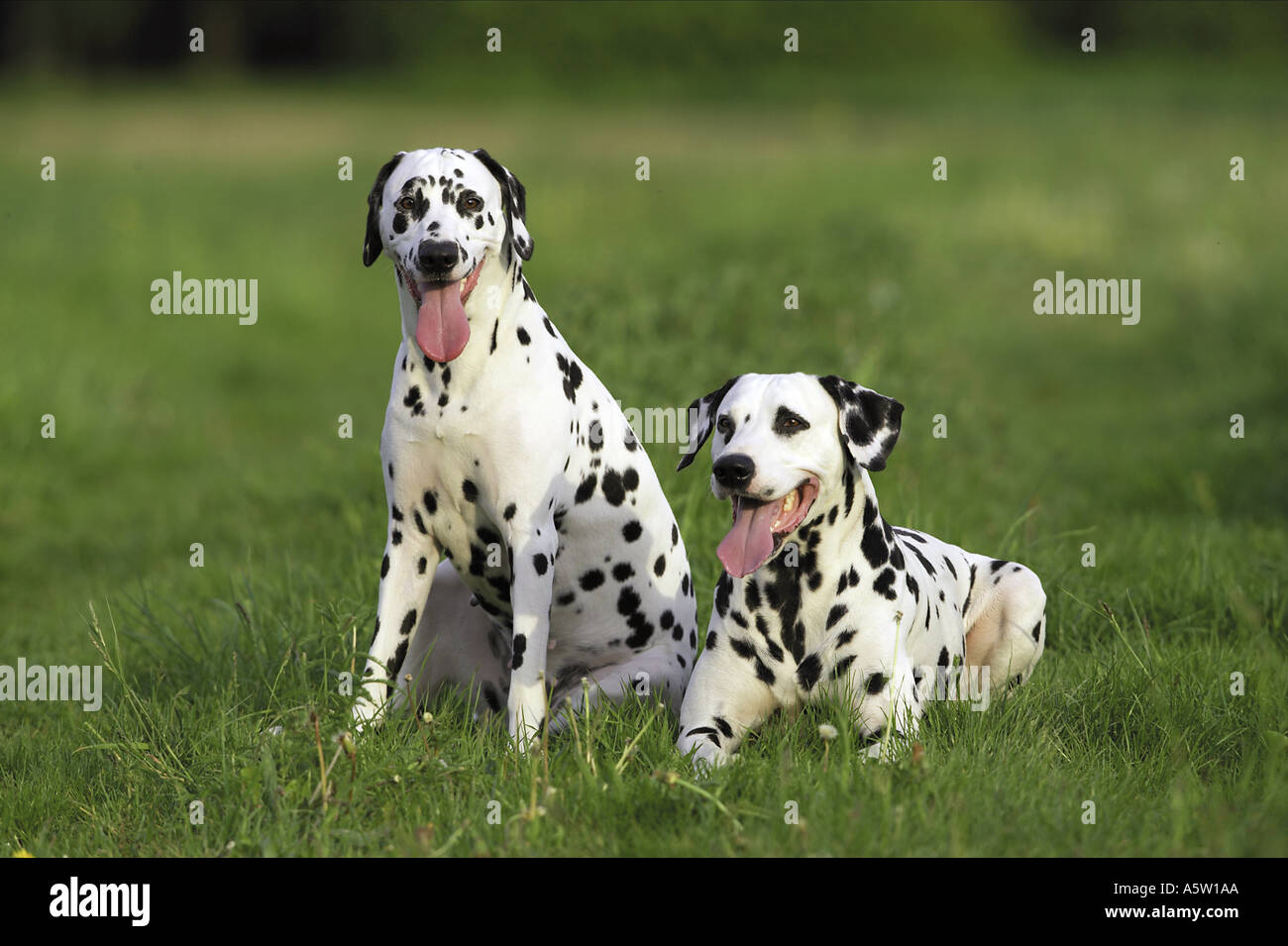 Dalmatian. Pair of adult dogs in a meadow Stock Photo - Alamy