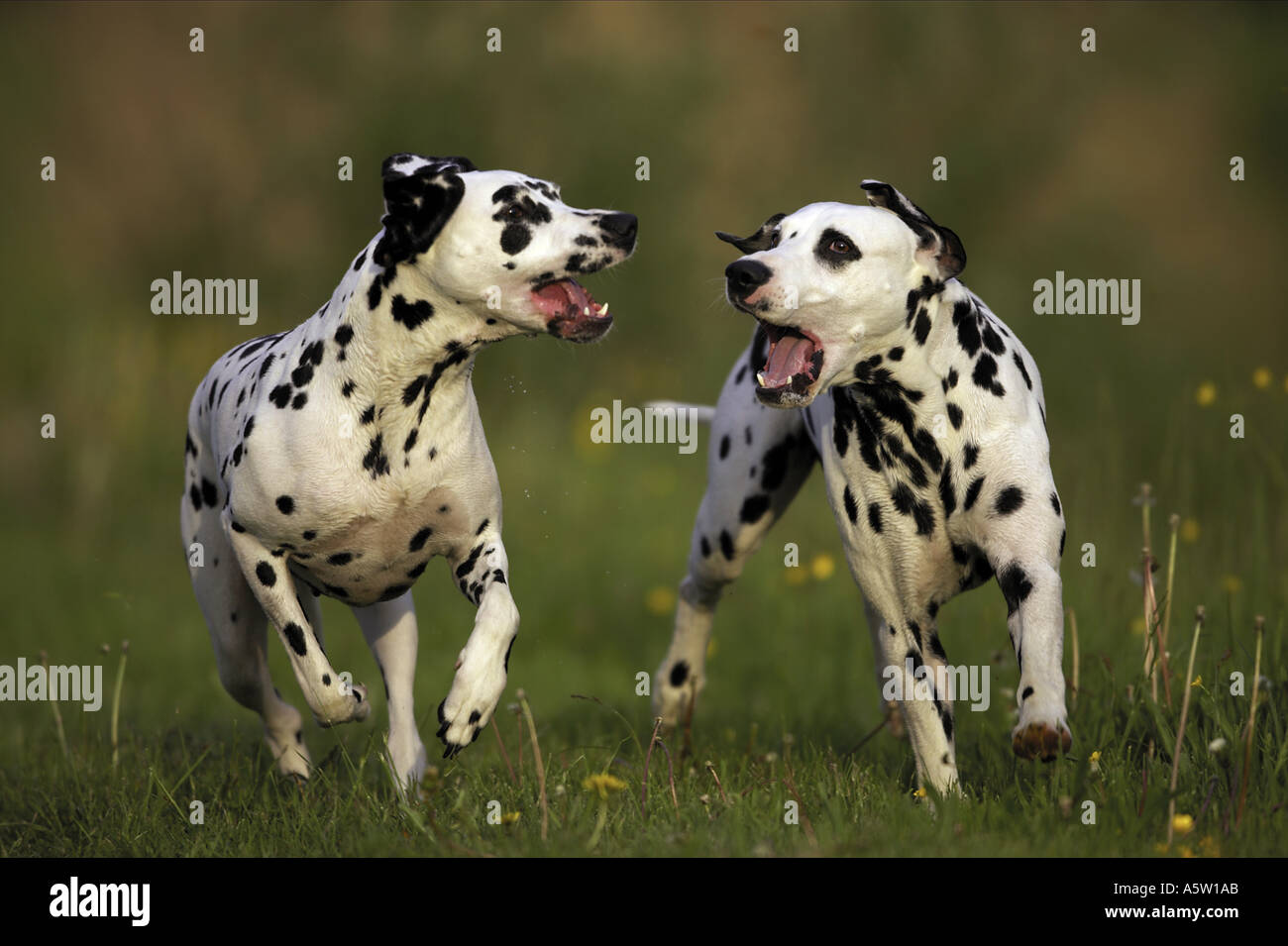 Animal animals dalmatians walk dog hi-res stock photography and images ...