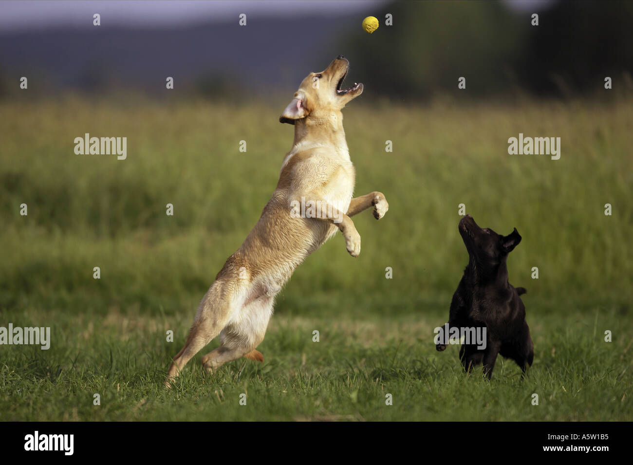 Two labrador retrievers playing hi-res stock photography and images - Alamy