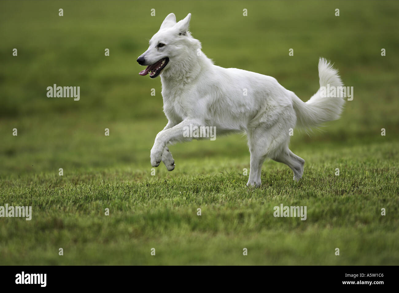 White ran hi-res stock photography and images - Alamy