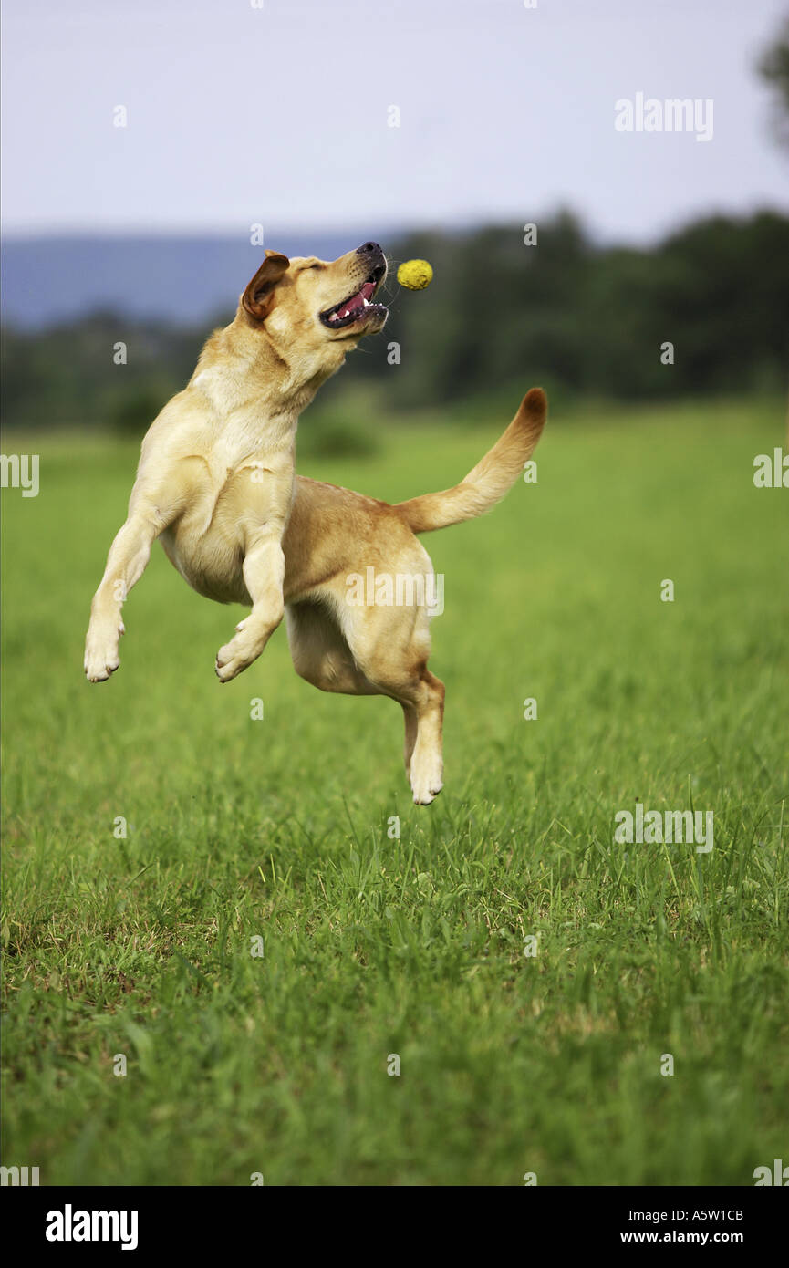 Labrador Retriever - jumping with ball Stock Photo - Alamy