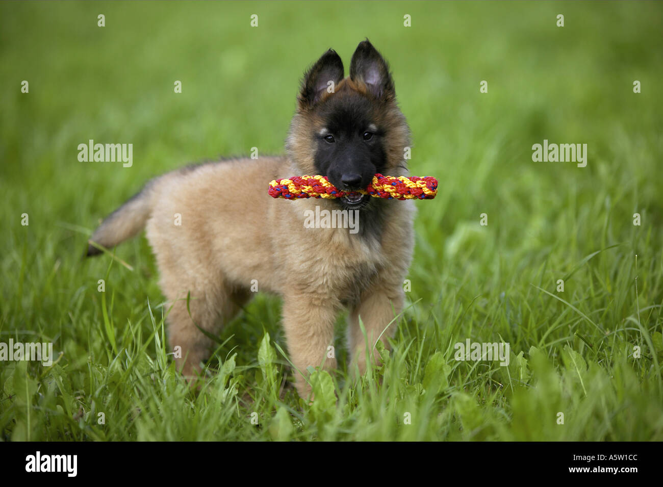 Tervueren. Puppy with toy in muzzle, standing on a meadow Stock Photo ...
