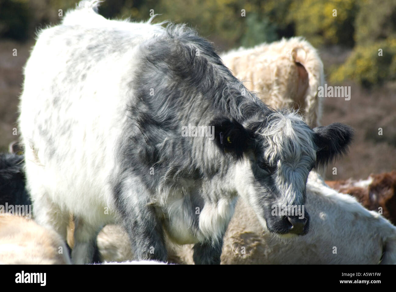 New Forest Cow Grey and white Stock Photo - Alamy