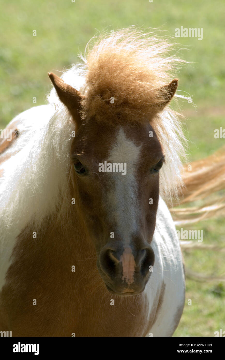 Pretty pony head shot in sunlight Stock Photo - Alamy