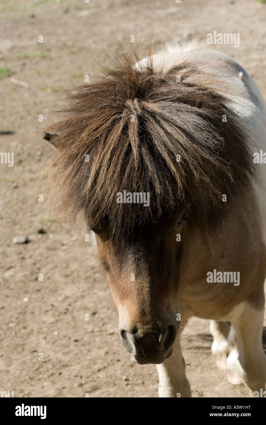 Pretty pony head shot in sunlight Stock Photo - Alamy
