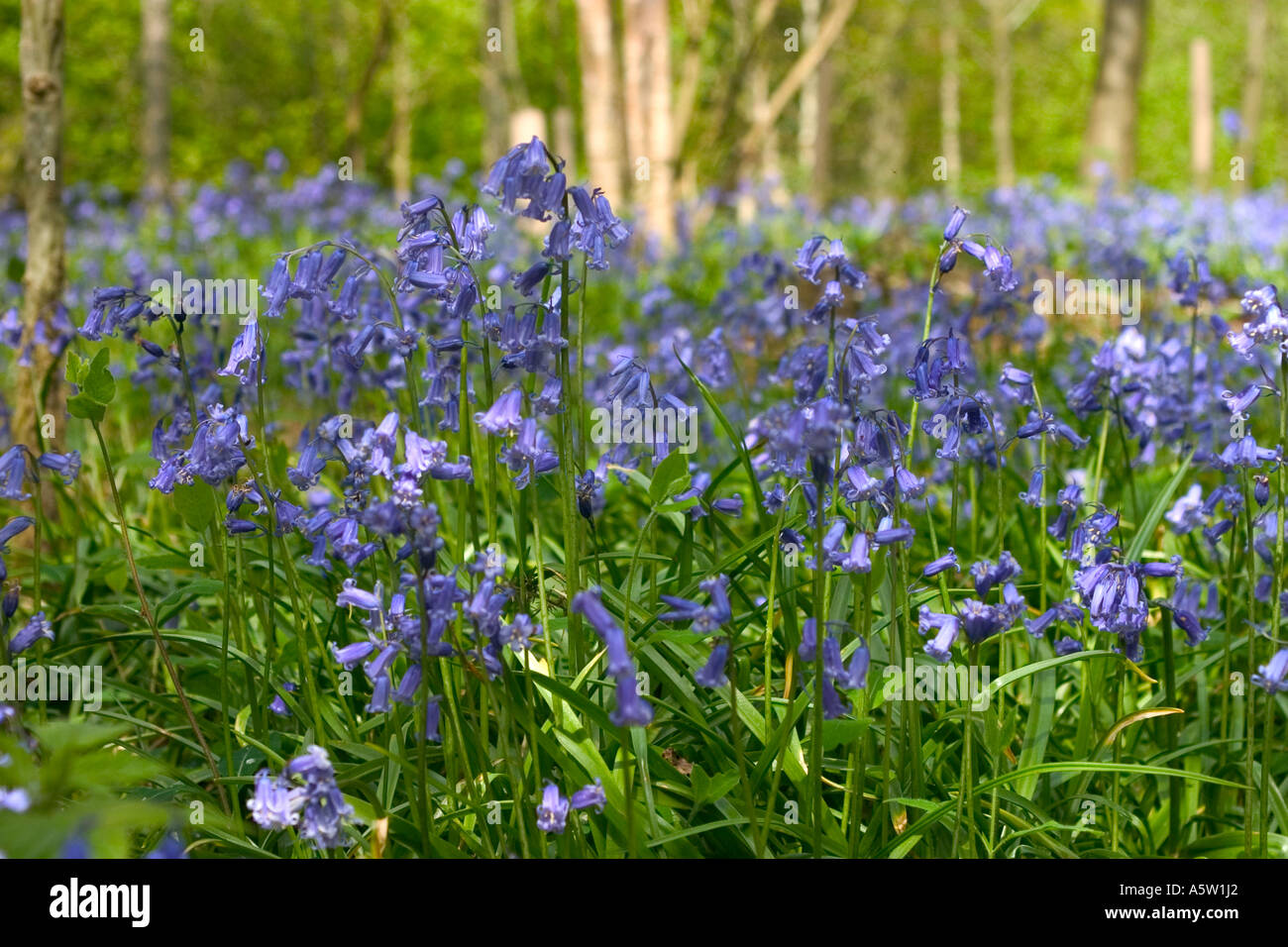 English bluebell wood in spring Stock Photo - Alamy