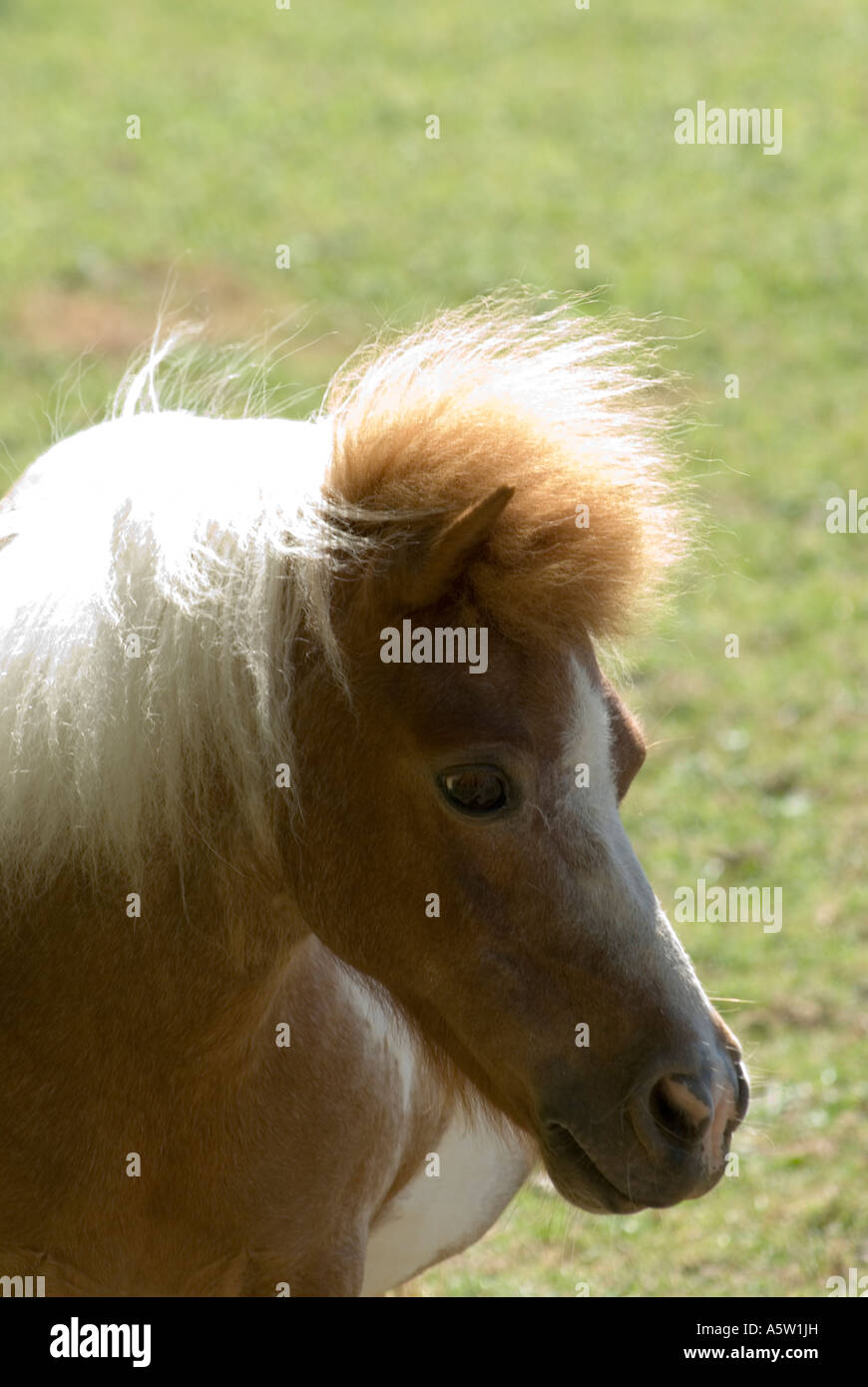 Pretty pony head side shot in sunlight Stock Photo - Alamy