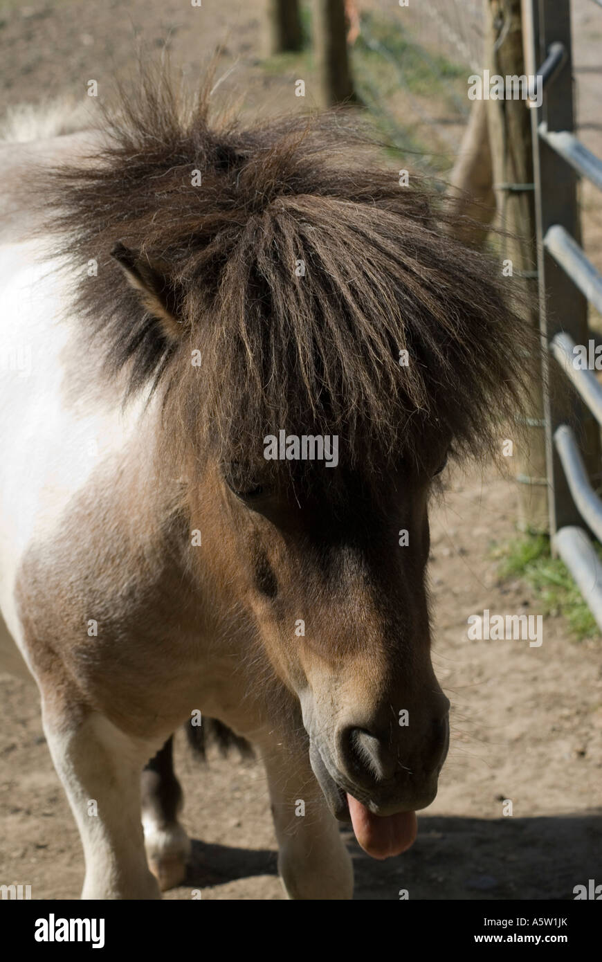 Pretty pony head shot in sunlight Stock Photo - Alamy