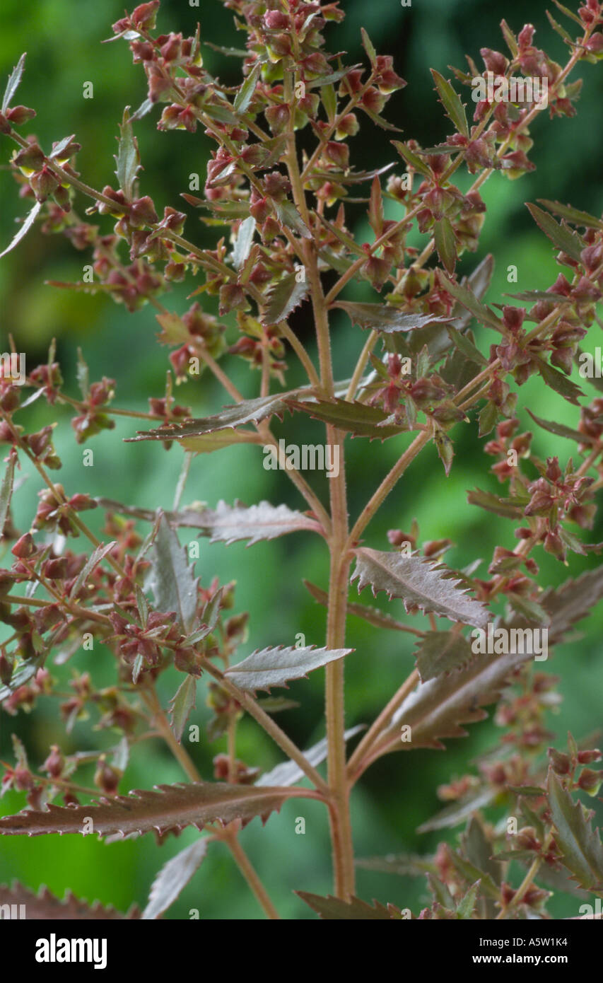 Haloragis erecta hi-res stock photography and images - Alamy