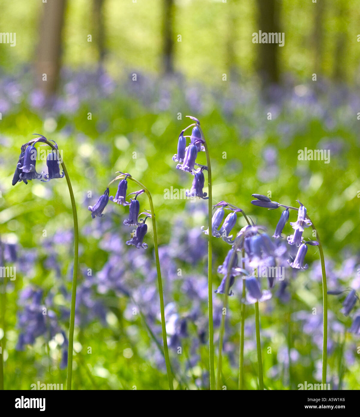 English bluebell wood in spring Stock Photo - Alamy