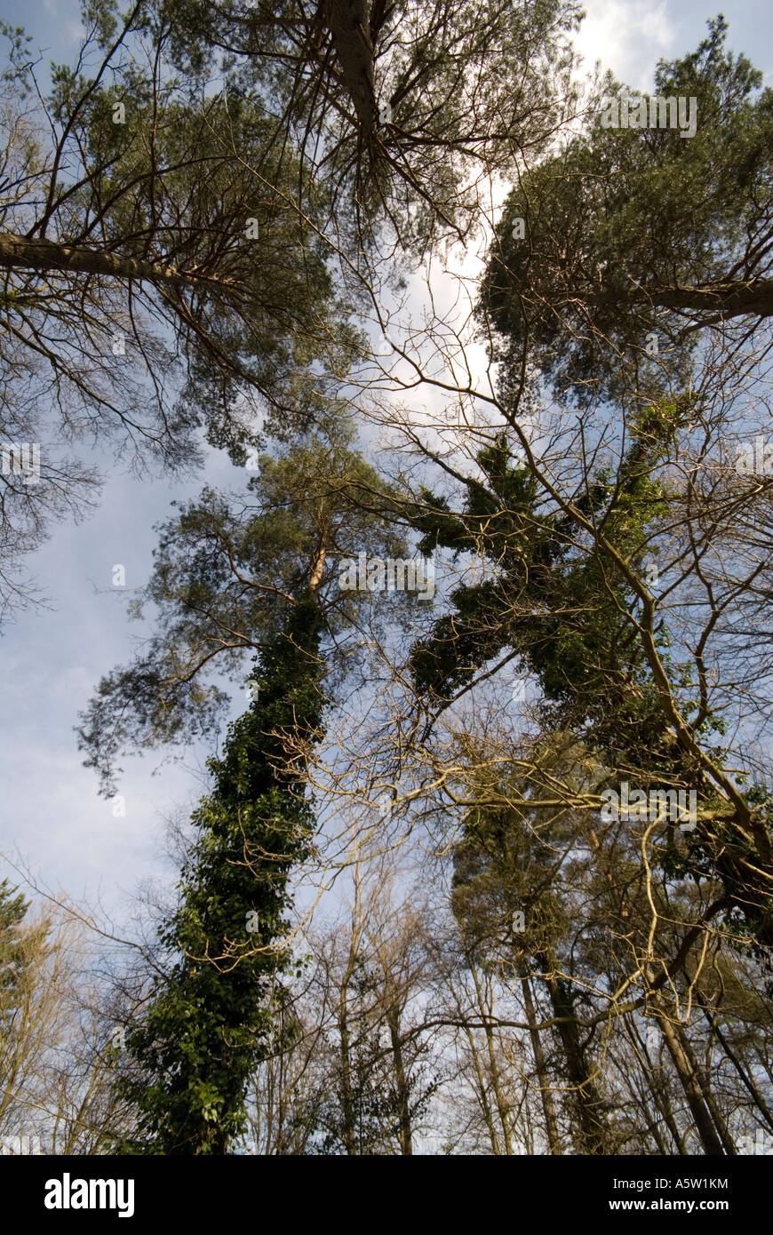 Trees in New Forest ultra wide angle looking up into canopy Stock Photo ...
