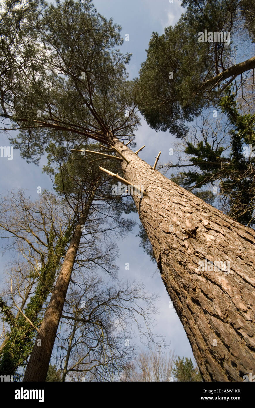 Tree in New Forest ultra wide angle looking up trunk Stock Photo - Alamy