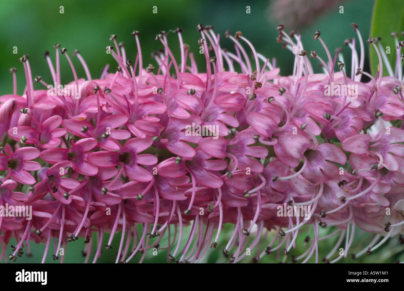 Pink hebes hi-res stock photography and images - Alamy