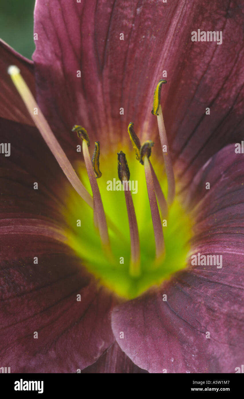 Hemerocallis 'Grape Velvet'. Daylily Stock Photo - Alamy