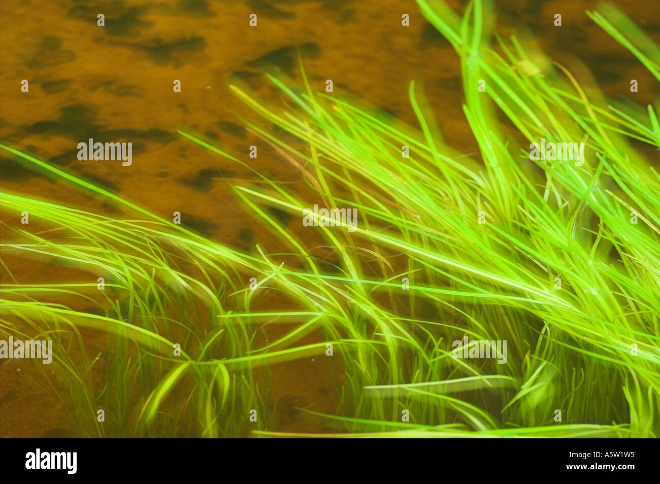 Grass in the water Stock Photo - Alamy