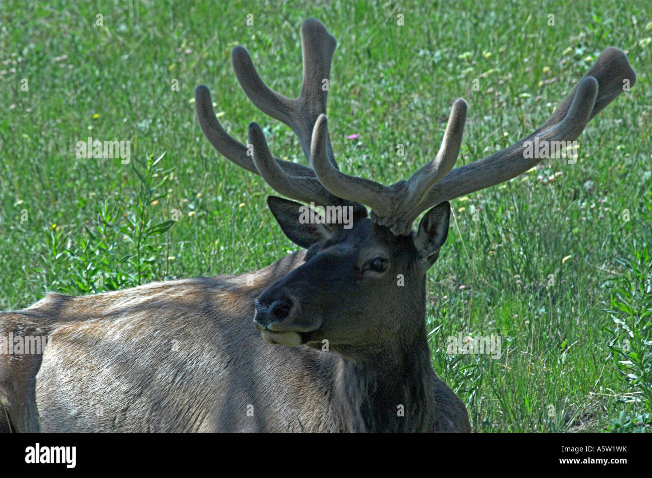 Stag yellowstone hi-res stock photography and images - Alamy