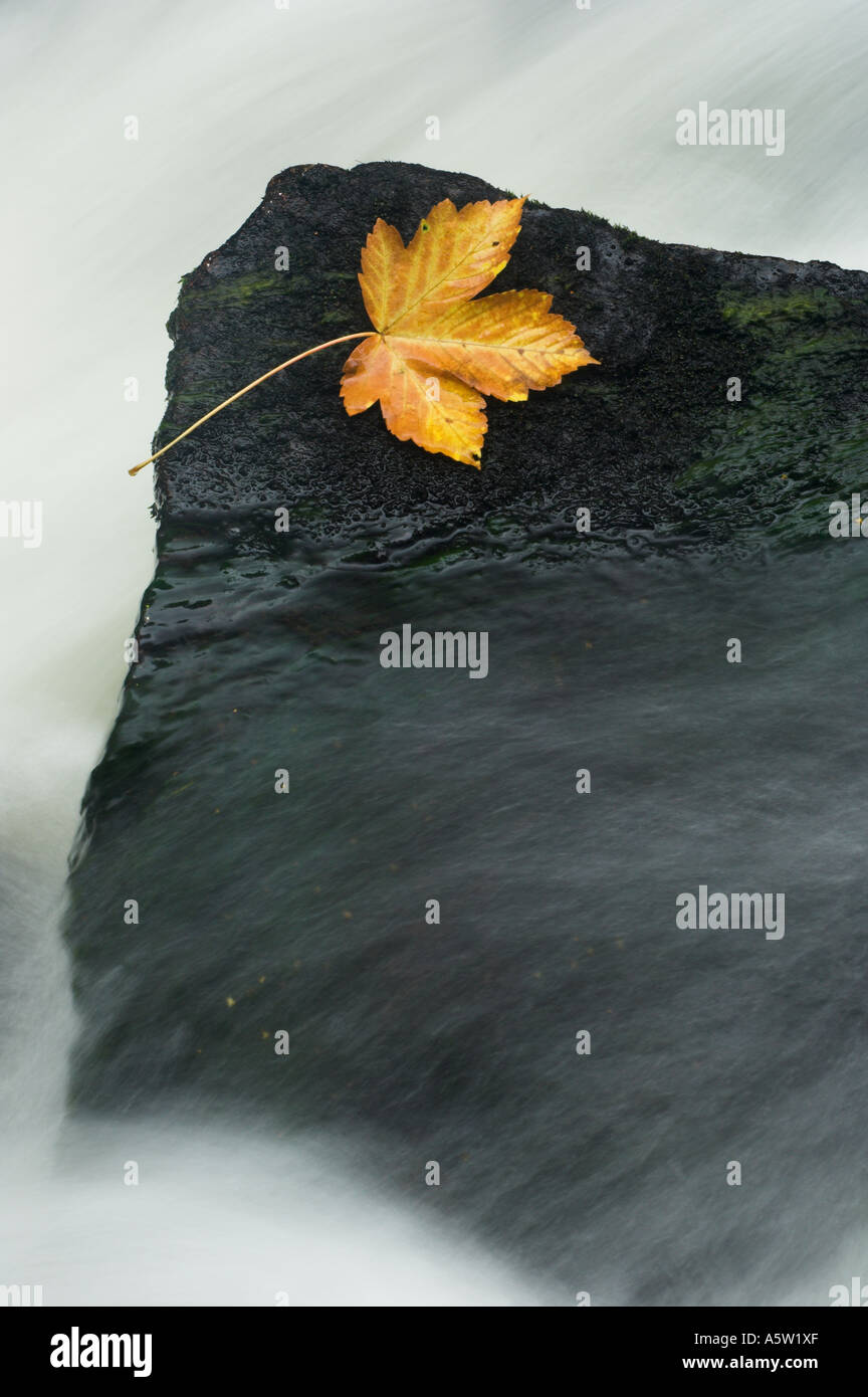 Autumn leaf at the waterfall Stock Photo - Alamy