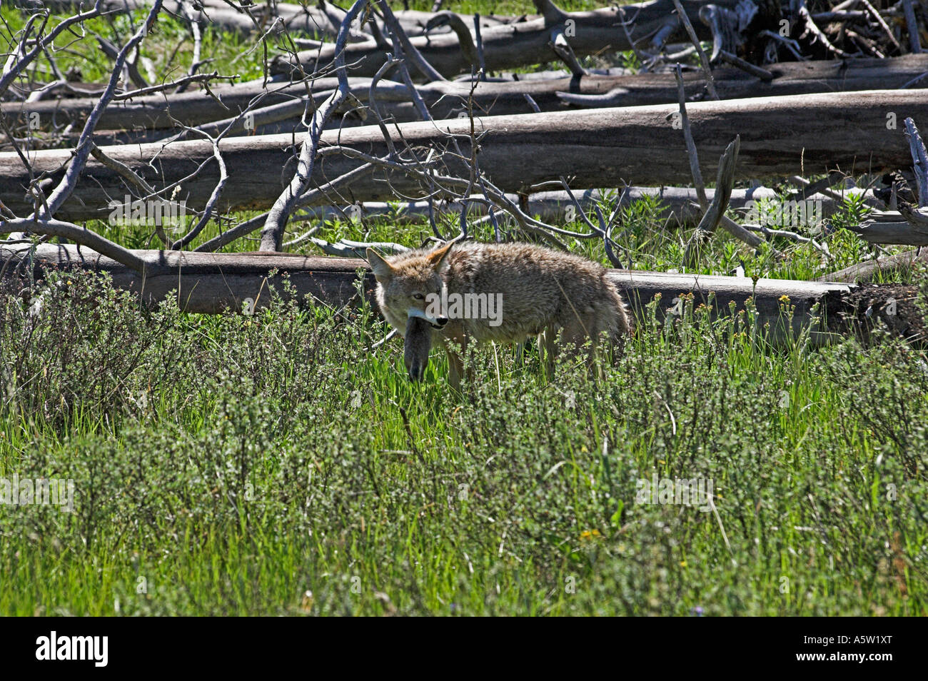 Coyote eating prey, Yellowstone Stock Photo - Alamy
