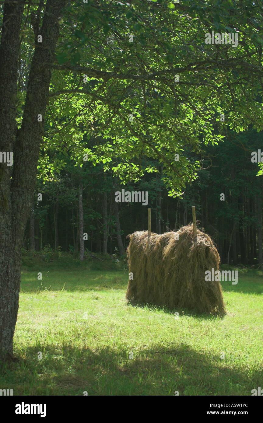 Sweden drying hay hi-res stock photography and images - Alamy