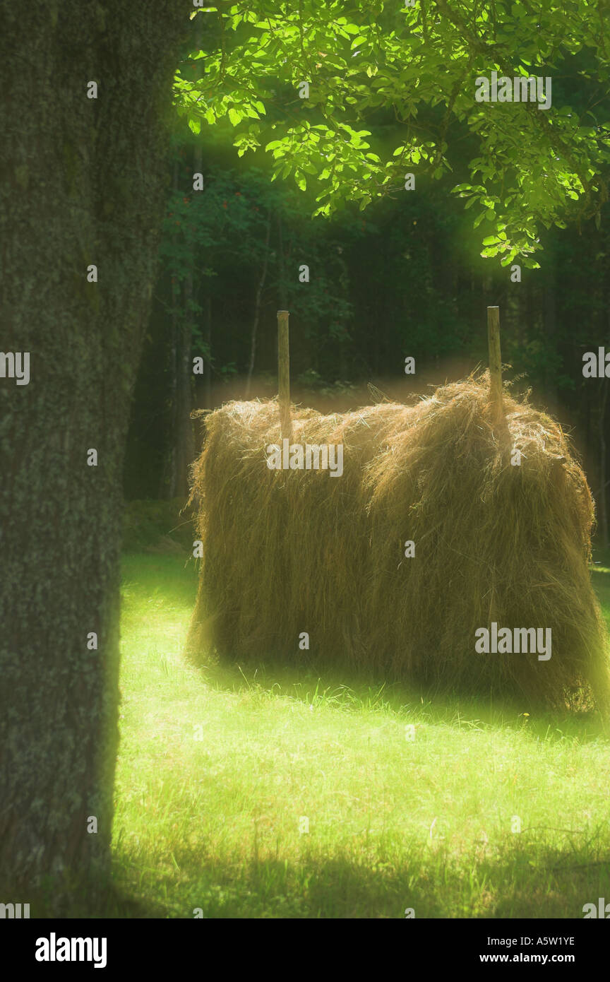 Sweden drying hay hi-res stock photography and images - Alamy