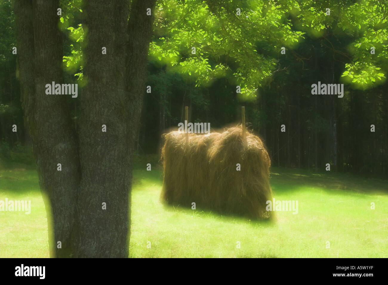 Sweden drying hay hi-res stock photography and images - Alamy