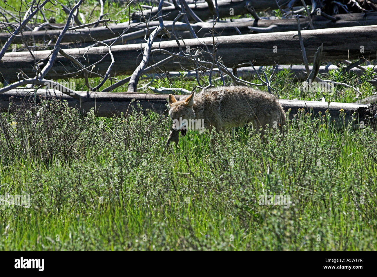 Coyote eating prey, Yellowstone Stock Photo - Alamy