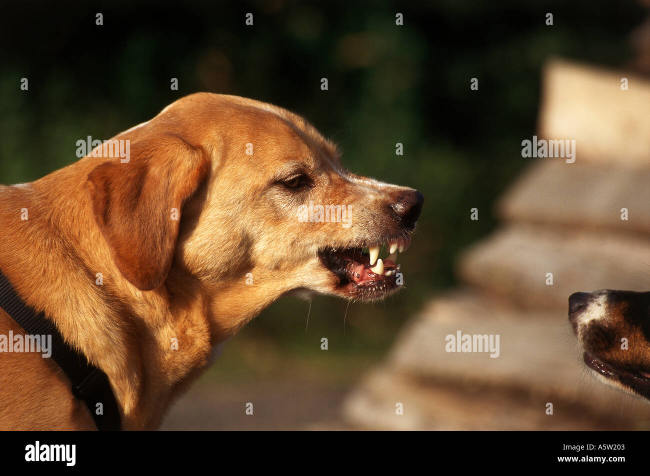 aggression : dog baring his teeth Stock Photo - Alamy