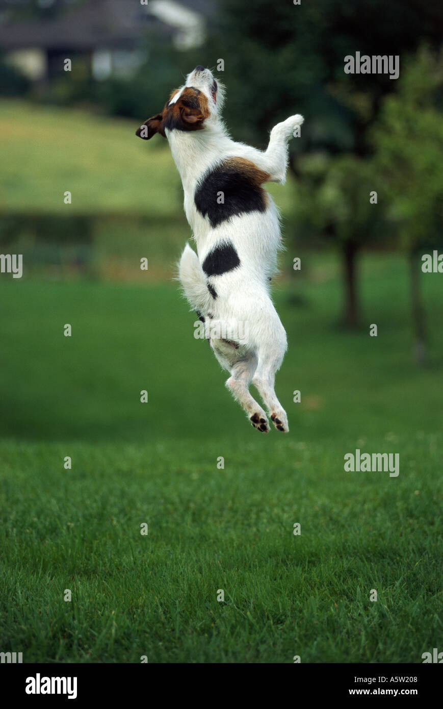 Jack Russell Terrier - jumping Stock Photo - Alamy