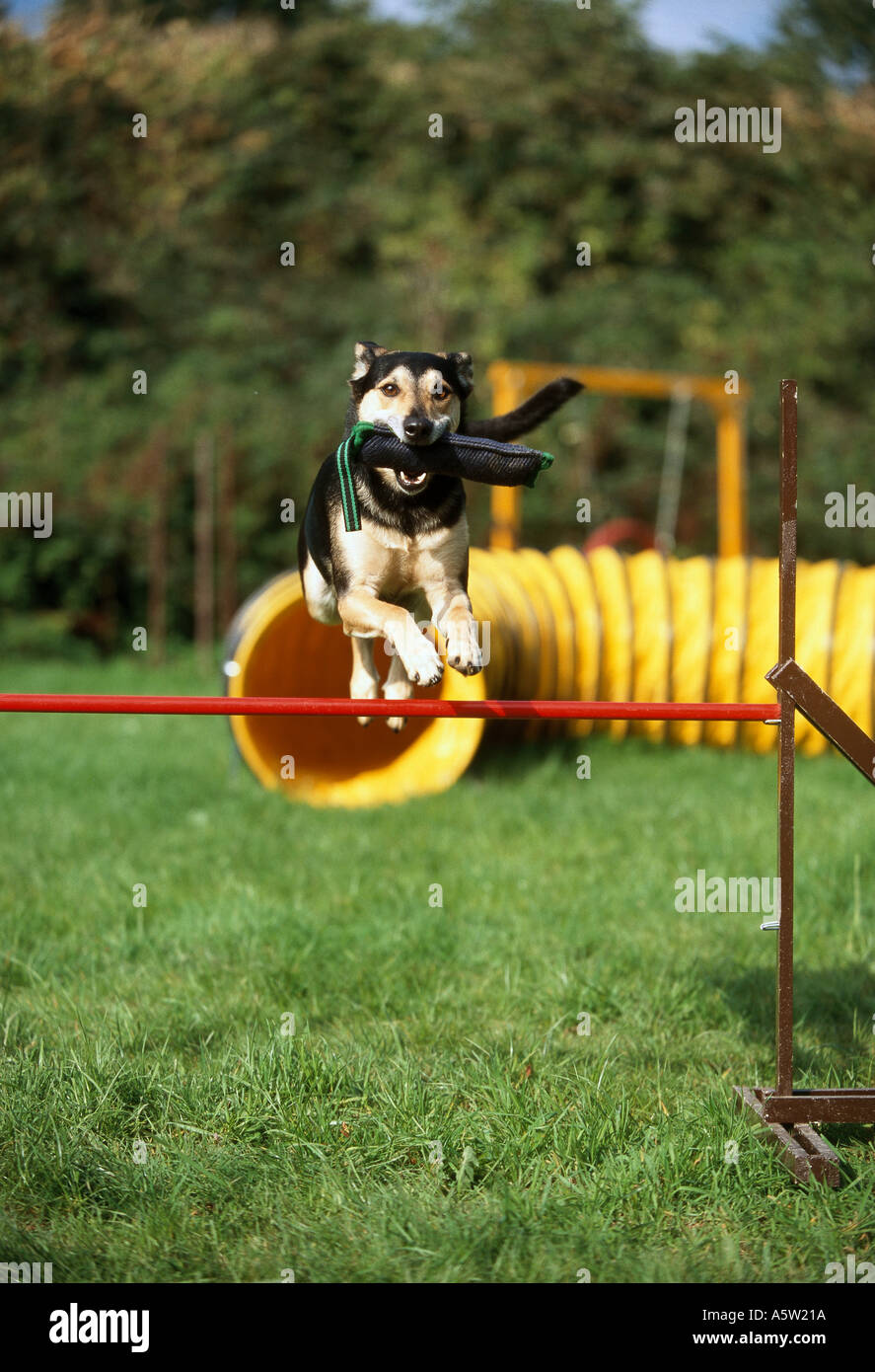 Dog jumping over pole hi-res stock photography and images - Alamy