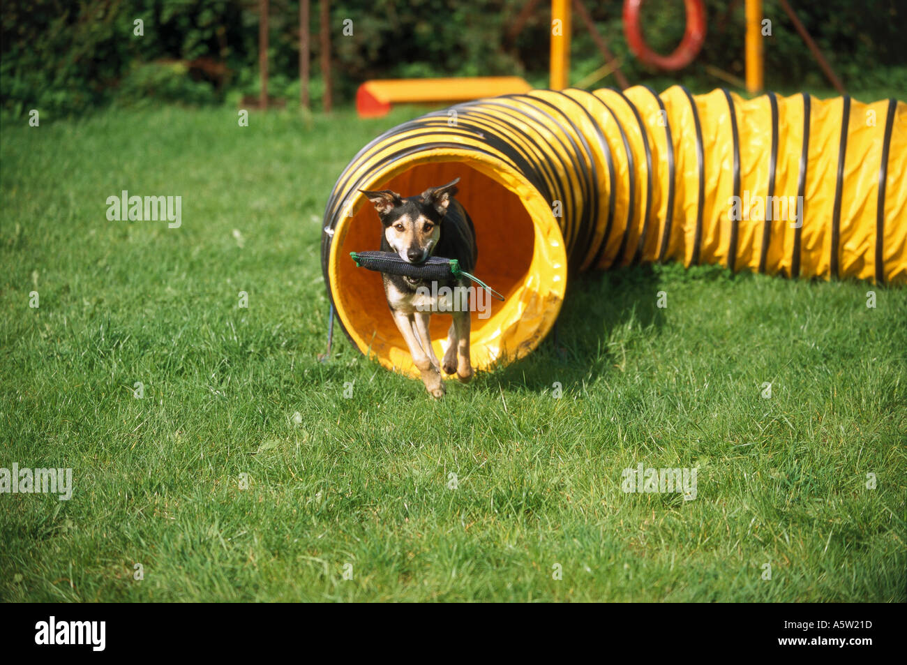 Dog Tube