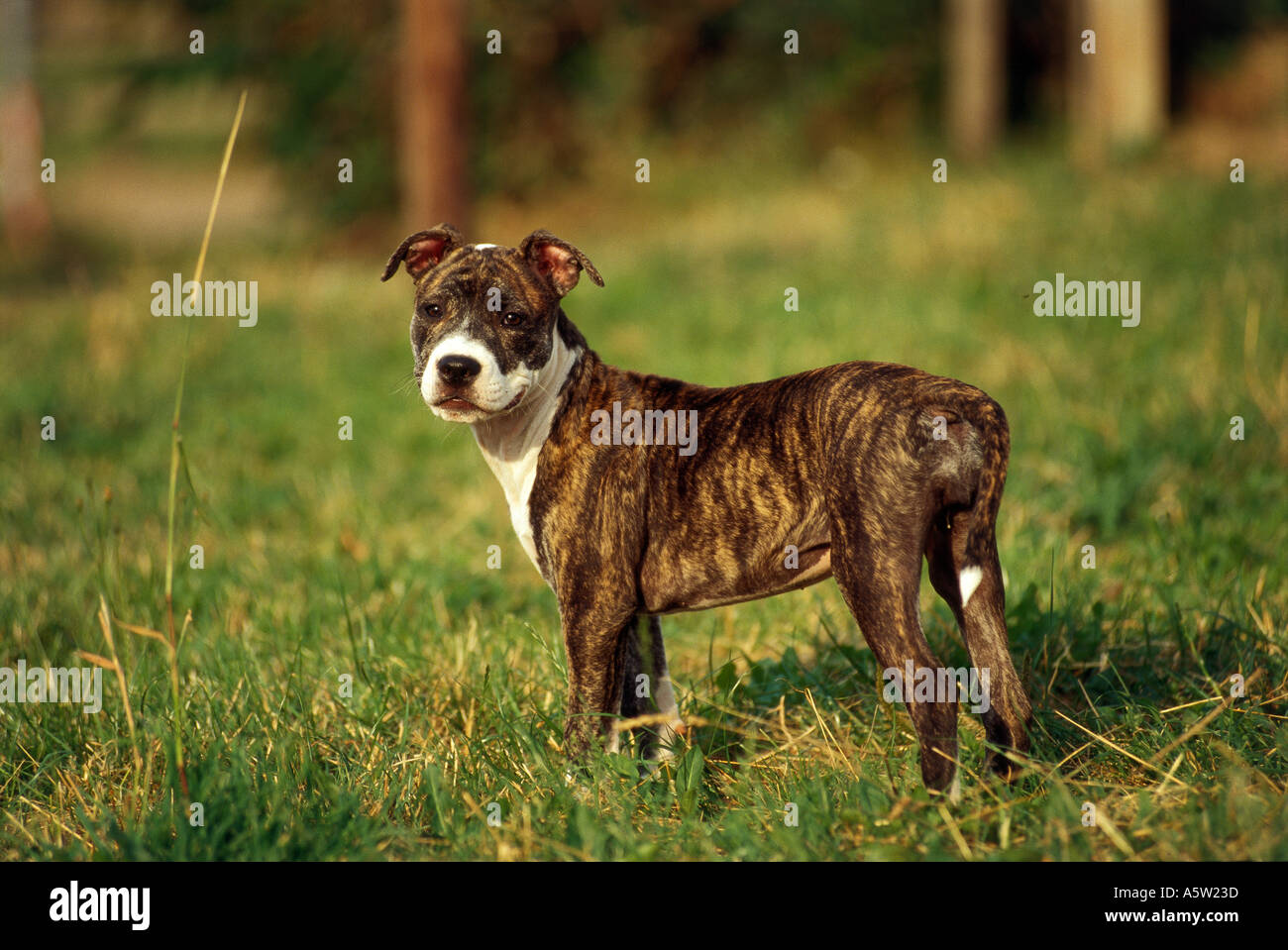 Thoroughbred american staffordshire terrier hi-res stock photography ...