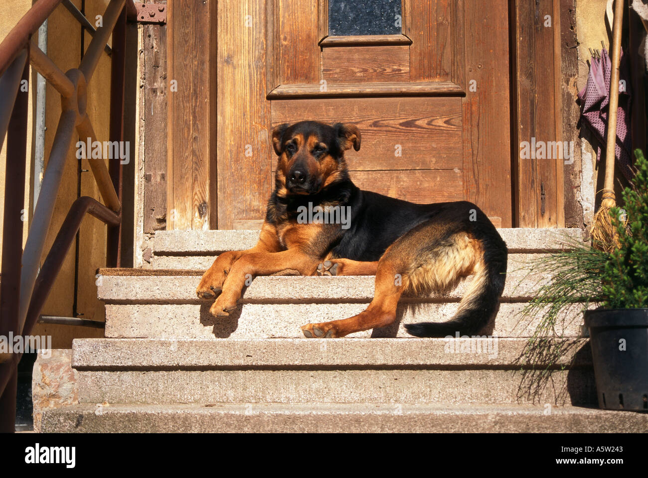 Dogs on stairs hi-res stock photography and images - Alamy