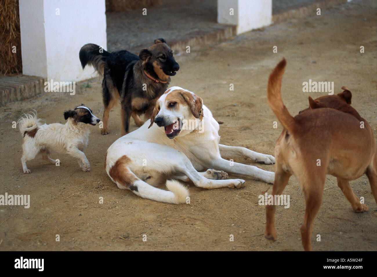 Domestic Dog Four Dogs Different Stock Photos & Domestic Dog Four Dogs ...