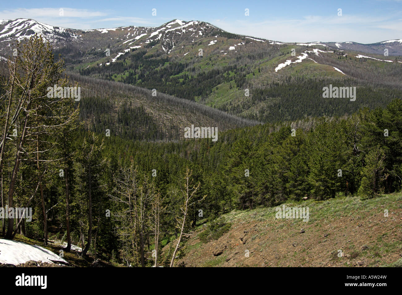 Mt. Washburn from Dumraven Pass, Yellowstone Stock Photo - Alamy