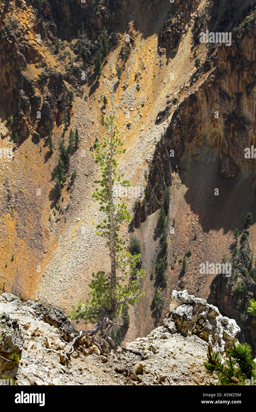 Inspiration Point Grand Canyon, Yellowstone Stock Photo - Alamy