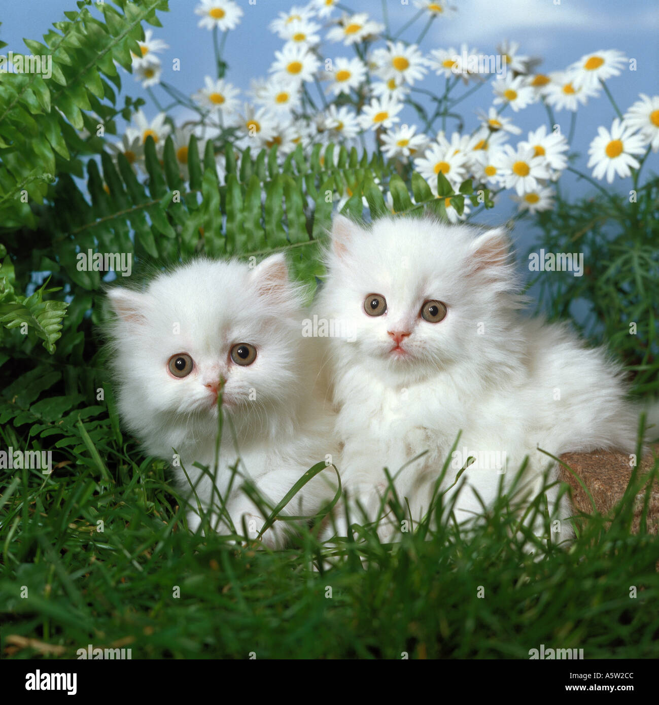Persian Kittens Wallpaper