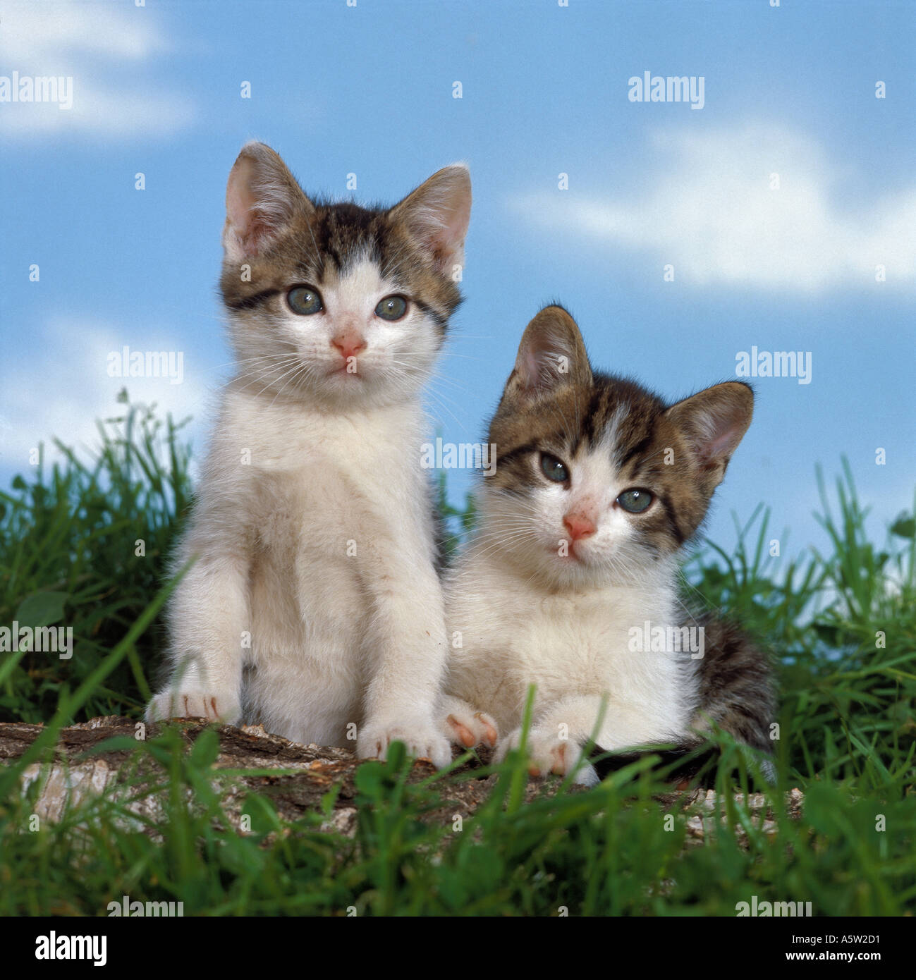 two young domestic cats on meadow Stock Photo - Alamy