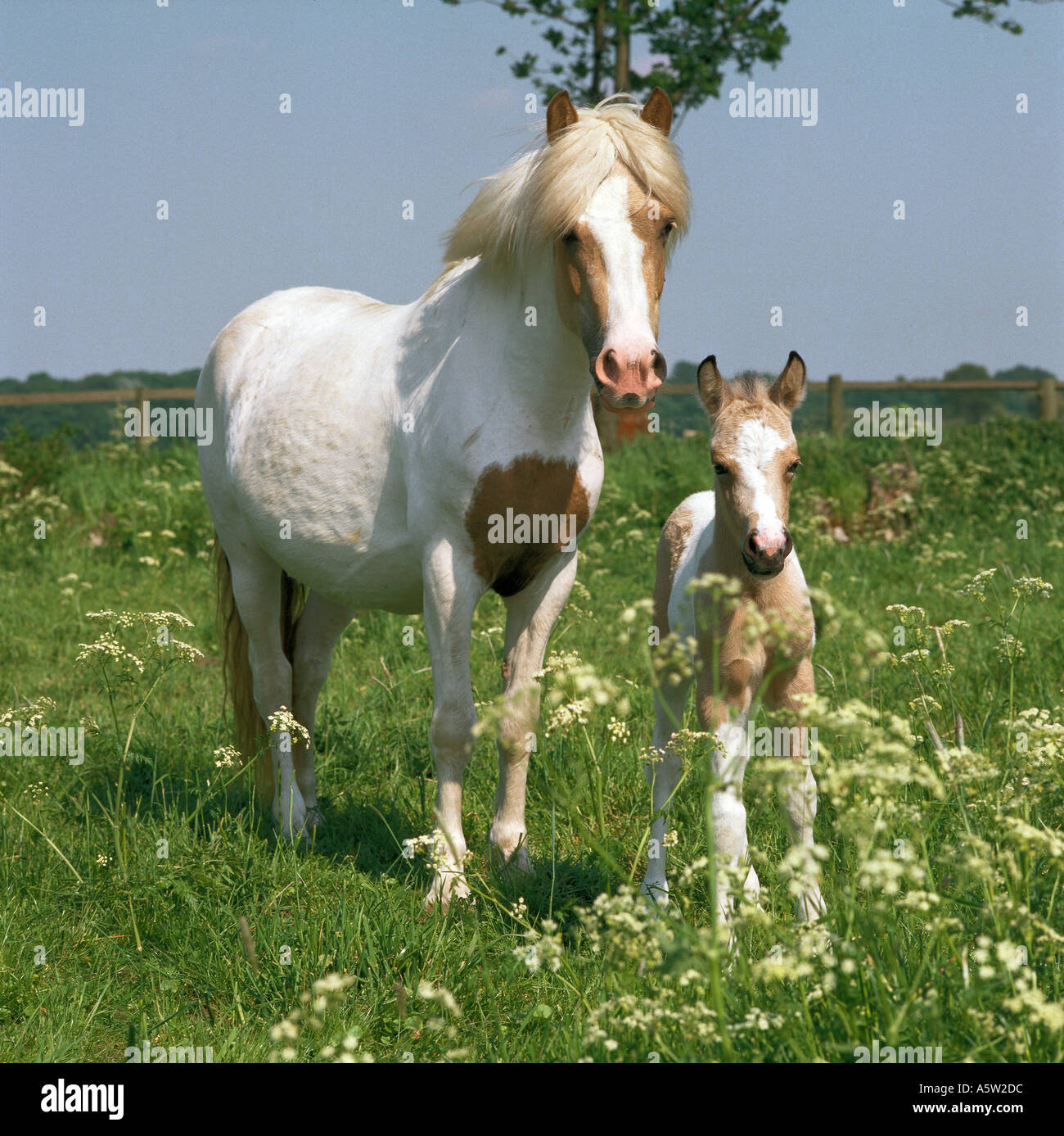 Welsh mountain pony mares hi-res stock photography and images - Alamy