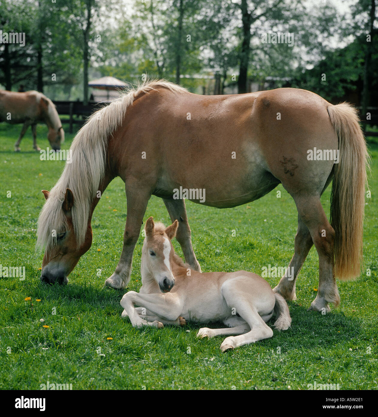 Haflinger - mare with foal on meadow Stock Photo - Alamy